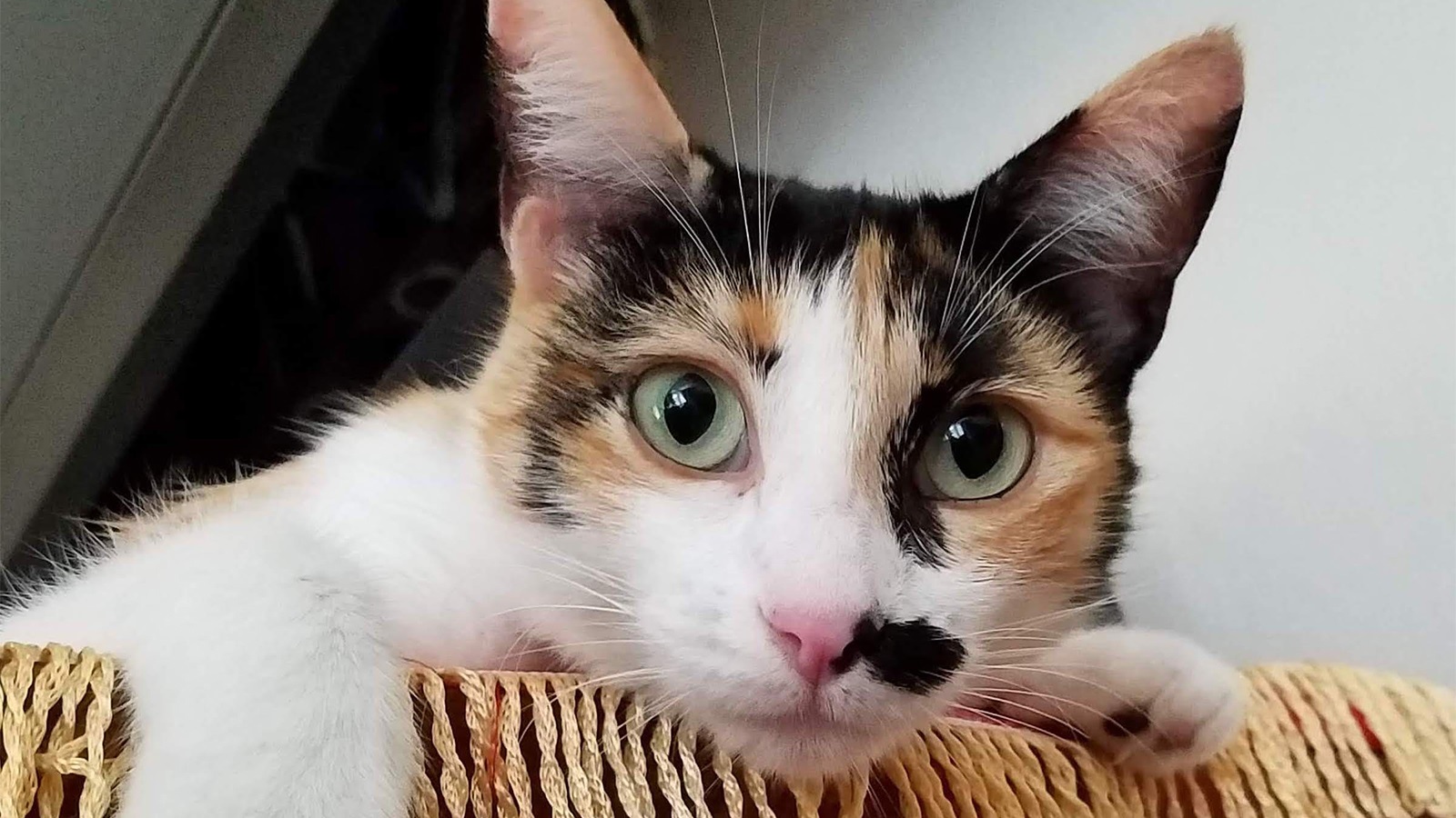 40 Cutest Calico Cat Names PupsToday