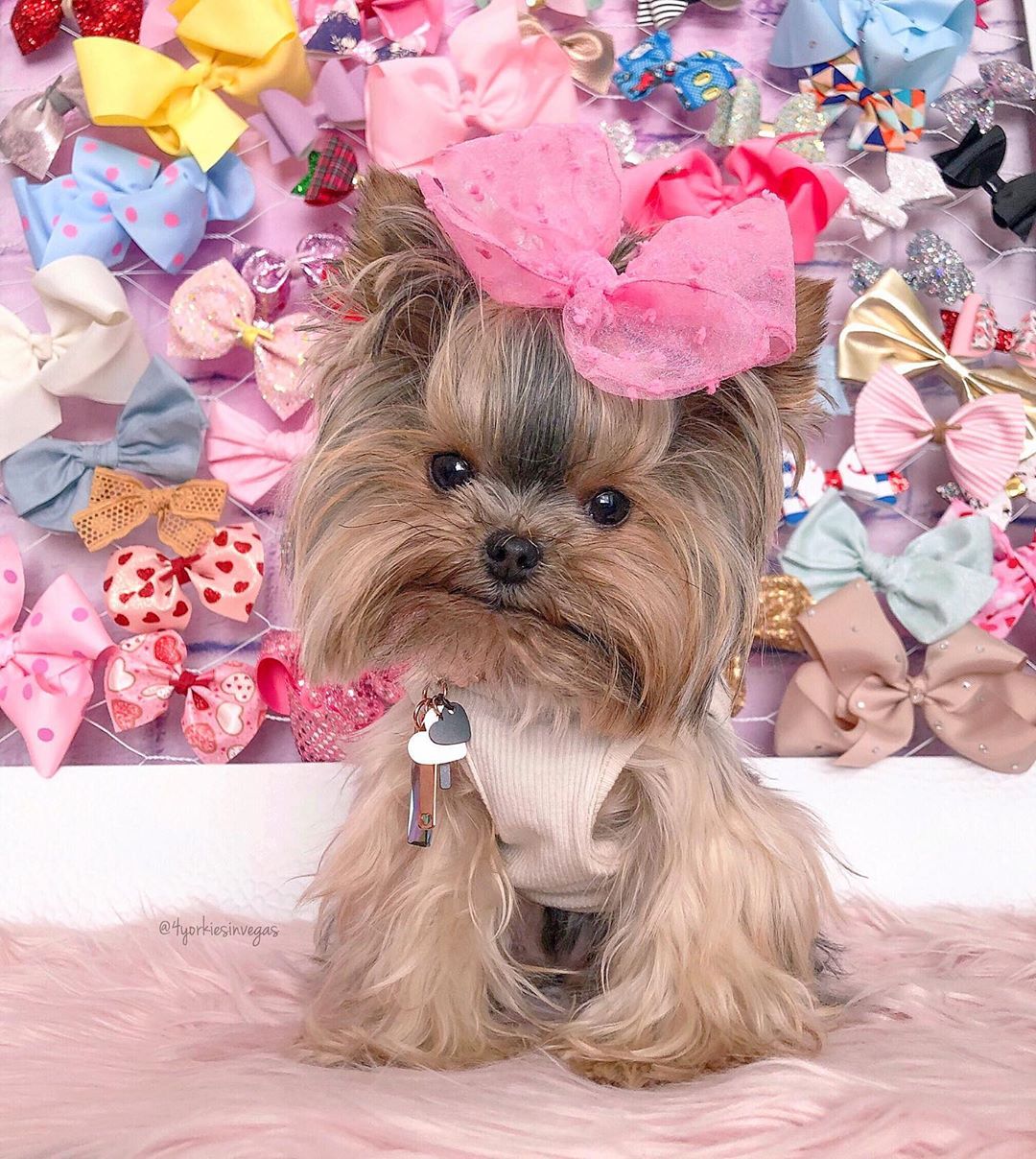Top 75 Popular Girl Dog Names For Yorkie Dogs PupsToday top-75-popular-girl-dog-names-for-yorkie-dogs-pupstoday